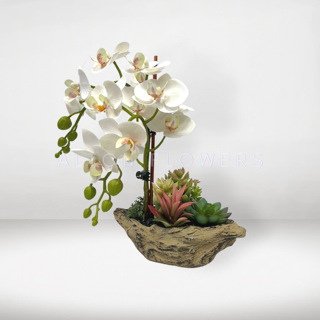 Artificial Phalaenopsis Orchid in Ceramic Driftwood with succulent Pla