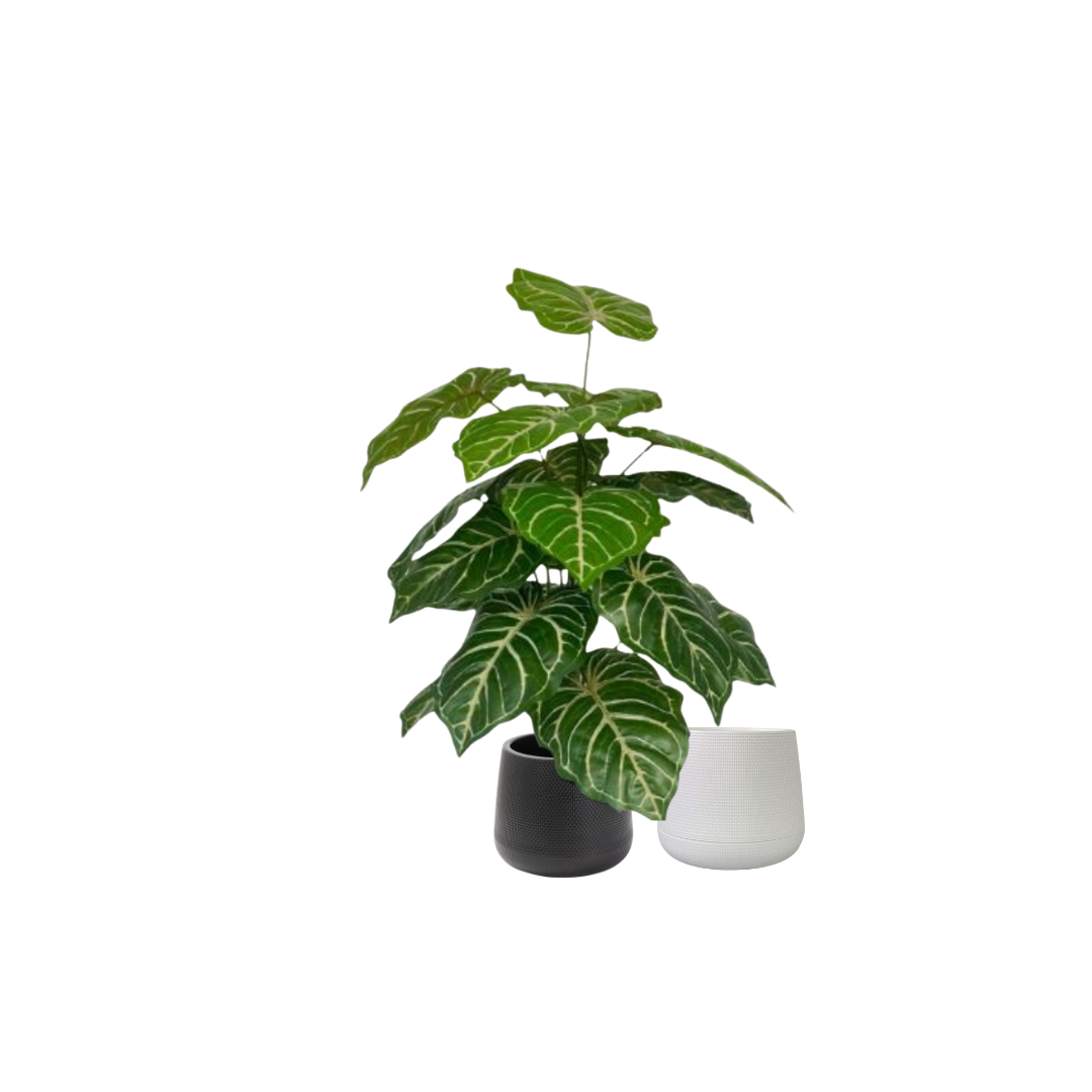 65cm Plant Artificial Crystalline Anthurium, Money Plant, shrubs, foil